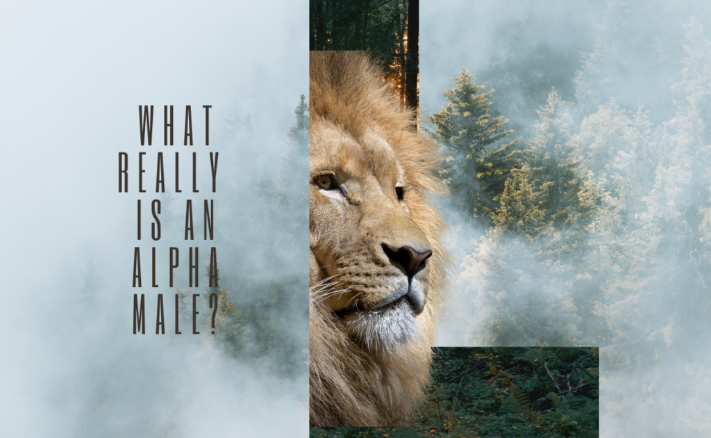 The concept of Alpha male personality goes as far back as the 1940's.